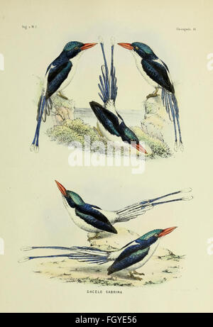This Dutch work focuses on birds that can be found in the house and ...