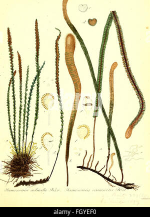 A German botanical work from 1848, featuring accurate colored ...