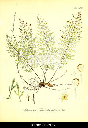 A German botanical work from 1848 illustrating and describing ferns in ...