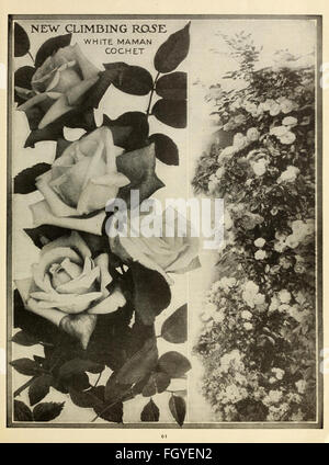 A practical guide to rose cultivation, providing tips on planting ...