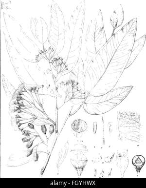 An atlas of tree species found in Java, featuring detailed ...