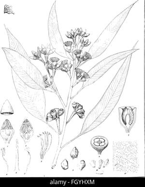 A detailed atlas of tree species found on the island of Java, including ...