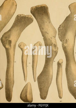 This 1881 comparative anatomical study examines Halitherium schinzi, a ...