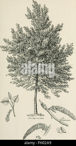 This comprehensive work details the native and foreign trees and shrubs ...
