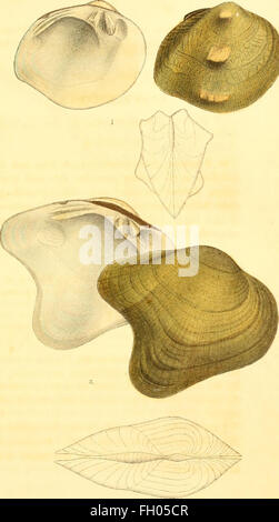 A detailed monograph on the Unionidae family of freshwater mussels ...
