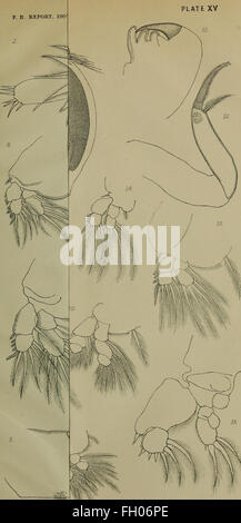 This 1904 publication explores rare and unique marine crustaceans ...