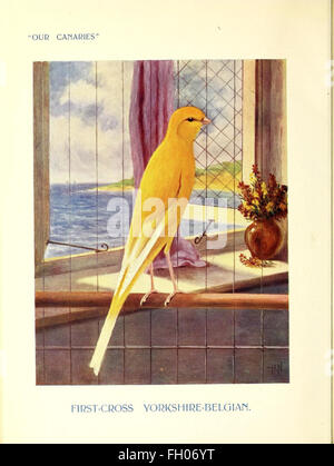 'Our Canaries' provides an overview of the canary species, covering ...