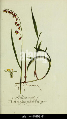 A collection of botanical illustrations of native and exotic plants ...