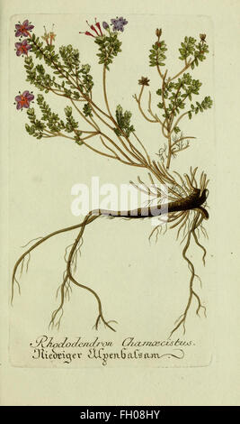 A German botanical work featuring painted illustrations of both native ...