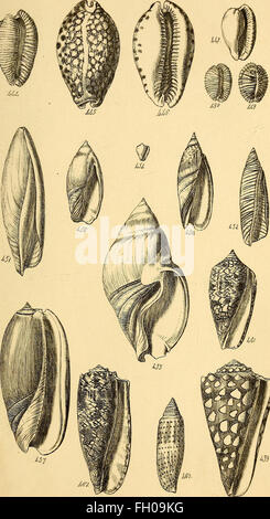 'A Conchological Manual' (1842) is a guide to the study of shells ...