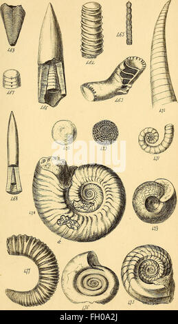An 1842 manual on conchology, focusing on the classification ...