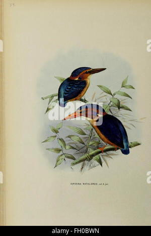 A detailed study on the Alcedinidae family, focusing on the ...