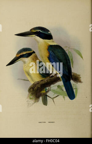 A detailed study on the Alcedinidae family, focusing on the ...