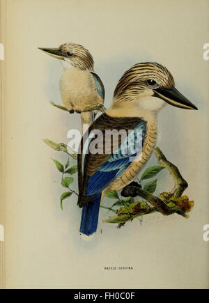 This monograph focuses on the Alcedinidae family of birds, specifically ...