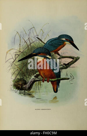 This monograph provides a comprehensive study of the Alcedinidae family ...