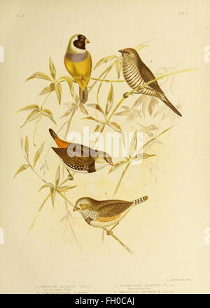 This work provides an overview of bird species, their behaviors ...