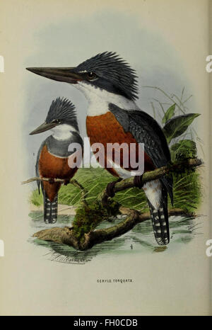 A detailed monograph on the Alcedinidae family, primarily focusing on ...