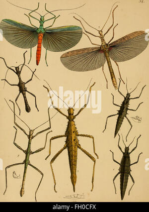 A collection of rare and beautiful insect species native to India and ...