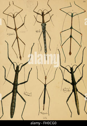 This work showcases rare and beautiful species of insects from India ...