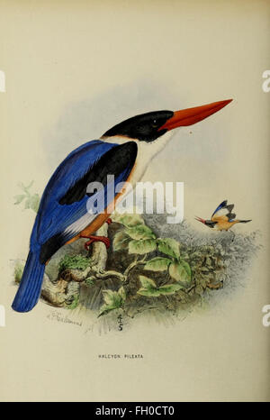 A detailed monograph on the Alcedinidae family, primarily focusing on ...