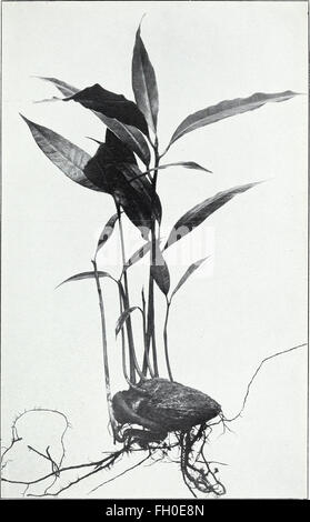 *The Seedling-Inarch and Nurse-Plant Methods of Propagation* (1911 ...