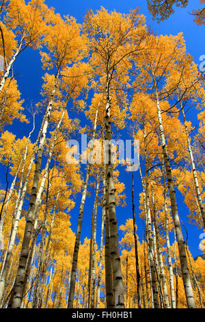 Brilliant yellow and gold aspen trees changing color in the fall on a ...