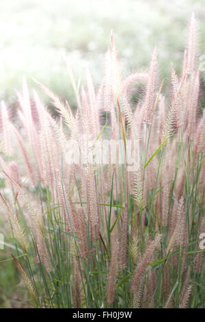 Field of grass during sunset Stock Photo - Alamy