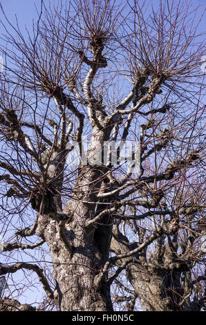 Bulging Tree Trunk Stock Photo - Alamy