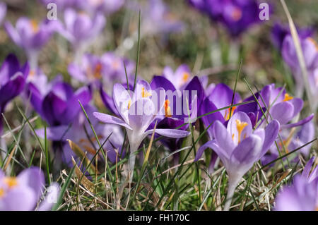Krokus - Crocus flowers in early springtime Stock Photo - Alamy