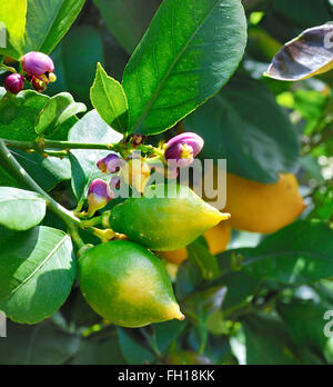 Lemon trees with rape lemons, Soller, Mallorca, Spain Stock Photo - Alamy