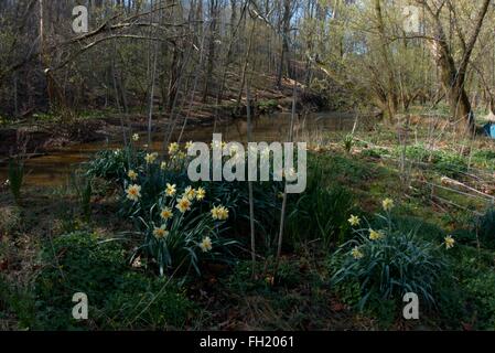 Early spring in one of Maryland's piedmont forests Stock Photo - Alamy