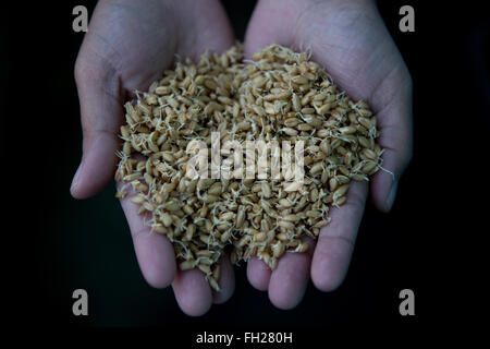 Early growth of established wheat seedlings Stock Photo - Alamy
