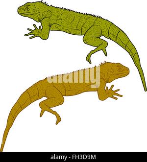 Lizard is goanna silhouette on a white background. Vector illustration ...