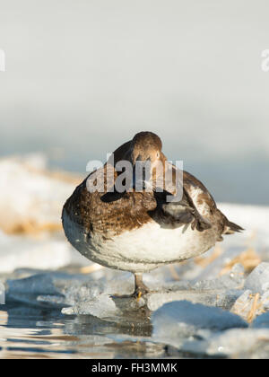 Hen Canvasback Duck Stock Photo - Alamy