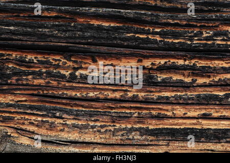 The texture of the log house elements showing wood fiber, March 29 ...