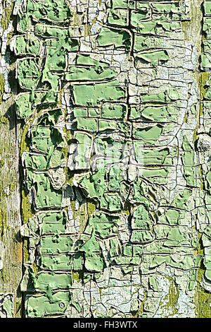 Decay surface or corrosion Texture of a tree for the design background ...