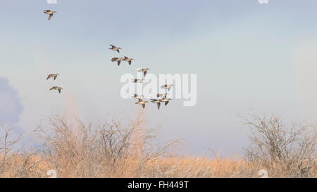 Flock of Green Wing Teal Stock Photo - Alamy