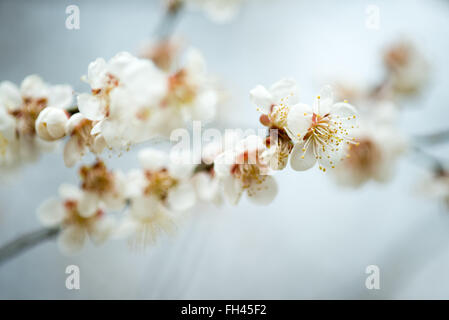Plum blossoms bloom in early spring in East Lake Plum Garden in Wuhan ...