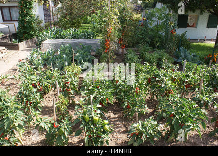 Yellow bell pepper Stock Photo - Alamy