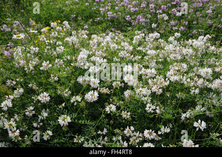 White Crown Vetch Stock Photo - Alamy