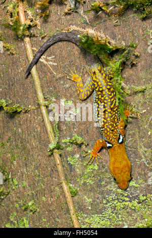 Collared forest gecko (Gonatodes concinnatus) observed in the Amazon ...