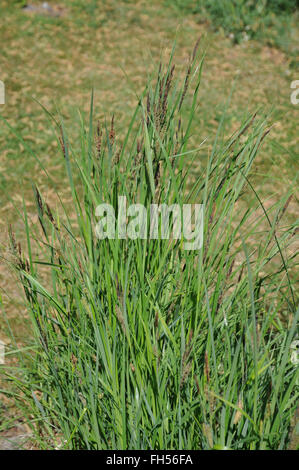 Carex acutiformis, marsh sedge, lesser pond sedge Stock Photo - Alamy