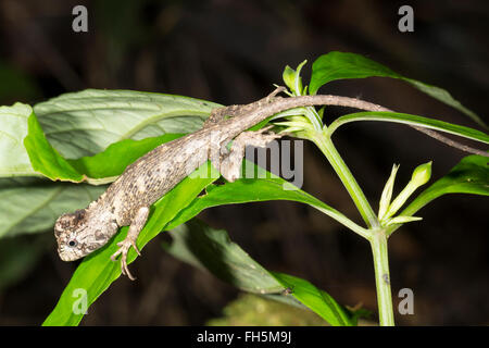 An Olive Tree Runner lizard (Plica umbra ochrocollaris) sleeping at ...