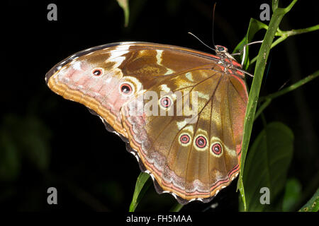 Colorful butterfly in the Amazon Rainforest, close to Manaus, Brazil ...