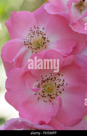 Hot pink flower tea-hybrid rose , blooming in the garden . Photographed ...