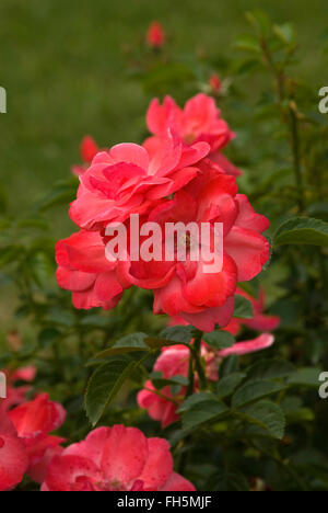 May and Elsie Stock Photo - Alamy