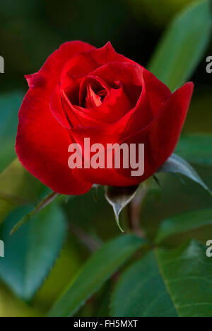Red Olympiad hybrid tea rose with green leaves and stems Stock Photo ...