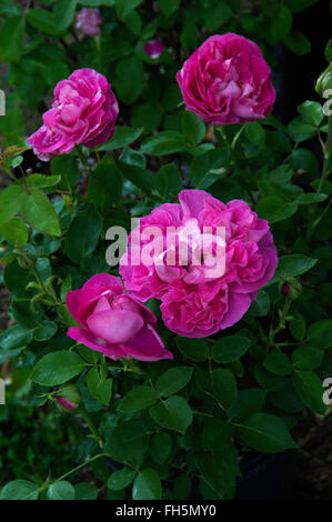 . Paul Neyron Stock Photo - Alamy