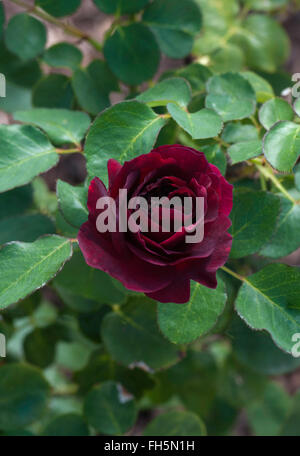 Tradescant a David Austin, English Rose Stock Photo - Alamy