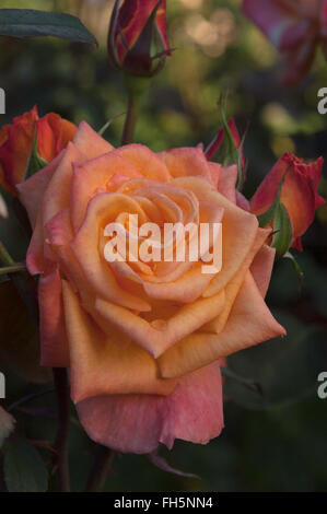 Chris Evert Rose Stock Photo - Alamy